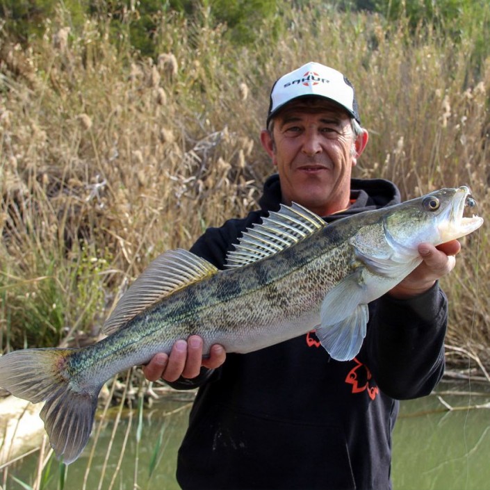 BELLY SHAD - SAKURA-Fishing
